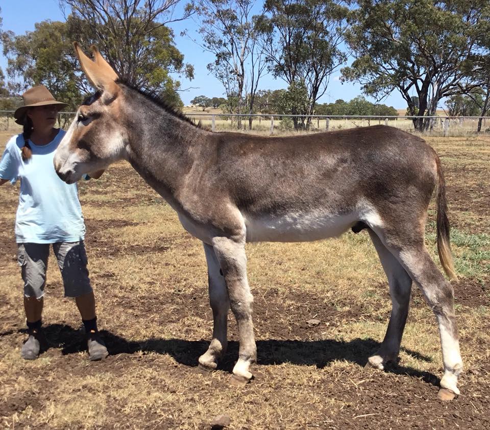 American Mammoth Jackstock