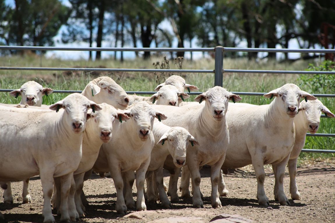 Proven Australian White Dorper Stud | Annalara White Dorper Stud