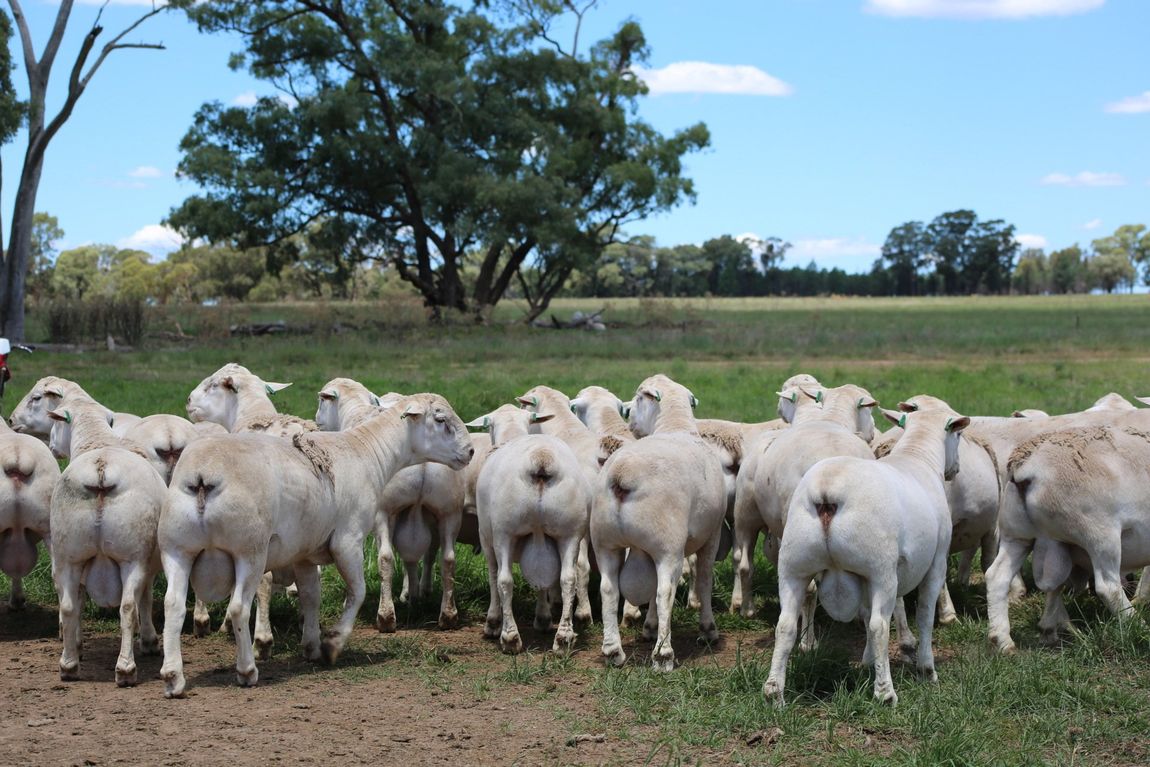 Proven Australian White Dorper Stud | Annalara White Dorper Stud