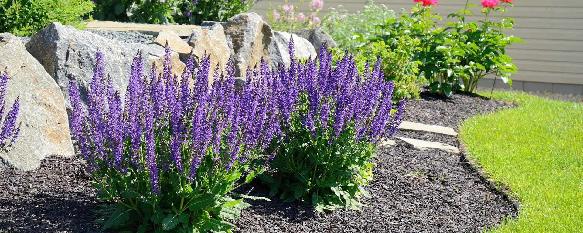 Your Tree and Plant Destination in Perth | Advanced Nursery