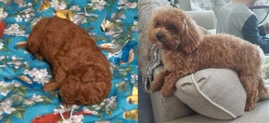 Maltipoo Color Changes