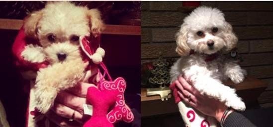 Maltipoo Color Changes