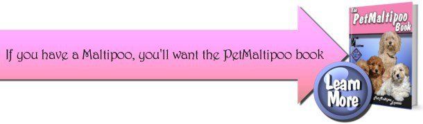 PetMaltipoo | Maltipoo Information Center