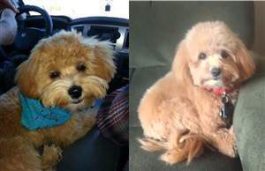 Maltipoo Color Changes