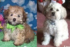 Maltipoo Color Changes