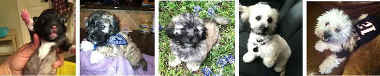 Maltipoo Color Changes