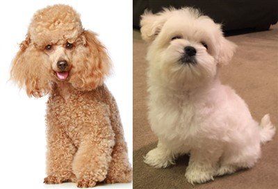 Toy Poodle VS Maltipoo Dog