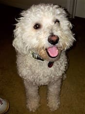 Maltipoo Weight Information