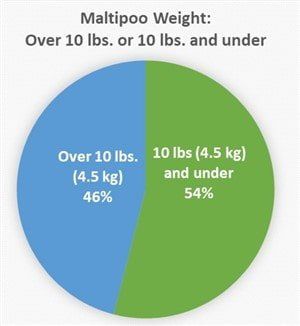 Maltipoo Weight Information