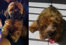 Maltipoo Color Changes