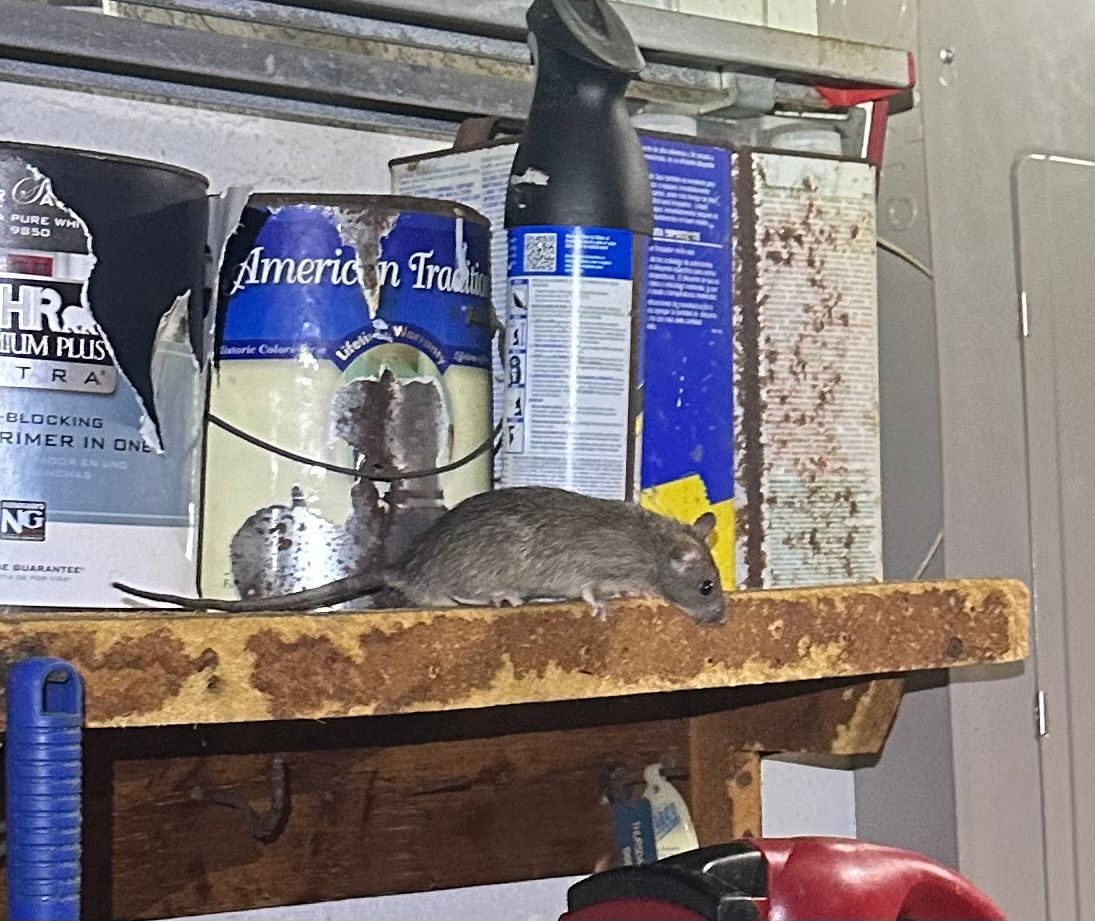 Rat Removal, Mice Control | New Port Richey & Trinity, FL | Native ...