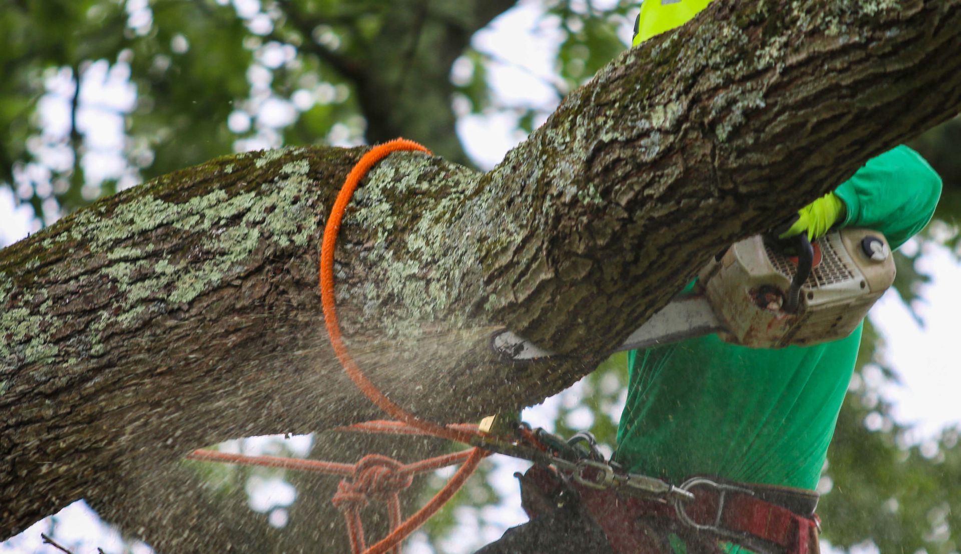 Why Professional Tree Removal: Preserving Safety and Enhancements
