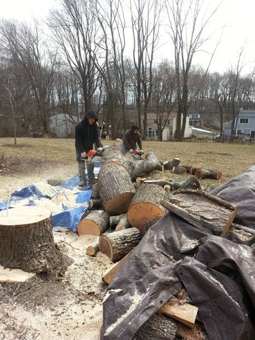 Tree Care | Affordable Tree Service | Laurel, MD