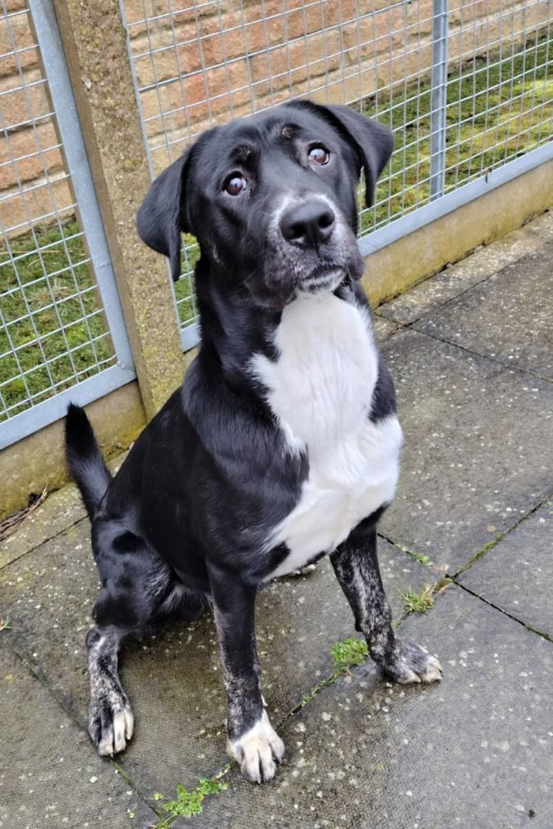 Dogs For Adoption in Sheffield | The Cliffe Kennels