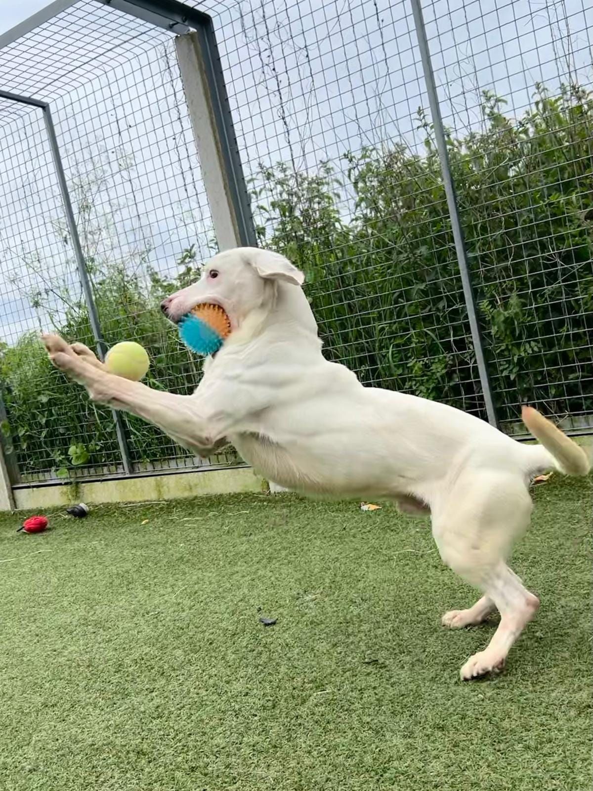 Dogs For Adoption in Sheffield | The Cliffe Kennels