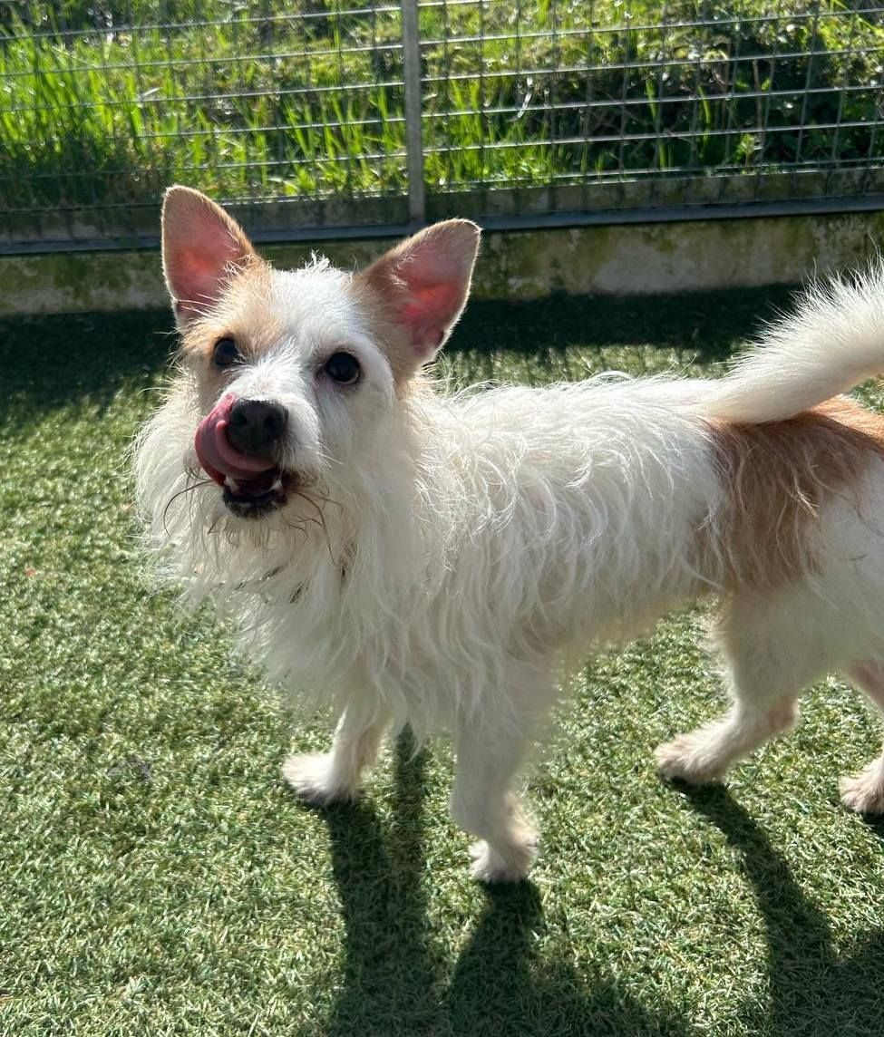 Dogs For Adoption in Sheffield | The Cliffe Kennels