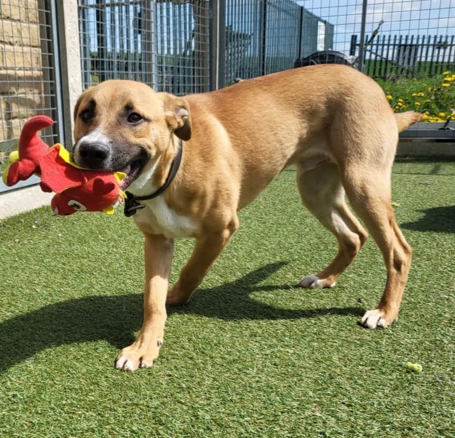 Dogs For Adoption in Sheffield | The Cliffe Kennels