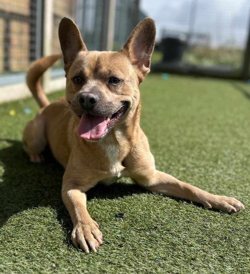 Dogs For Adoption in Sheffield | The Cliffe Kennels