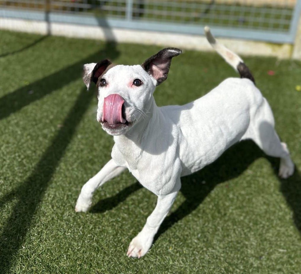 Dogs For Adoption in Sheffield | The Cliffe Kennels