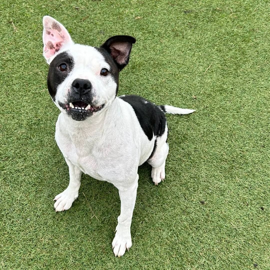 Dogs For Adoption in Sheffield | The Cliffe Kennels