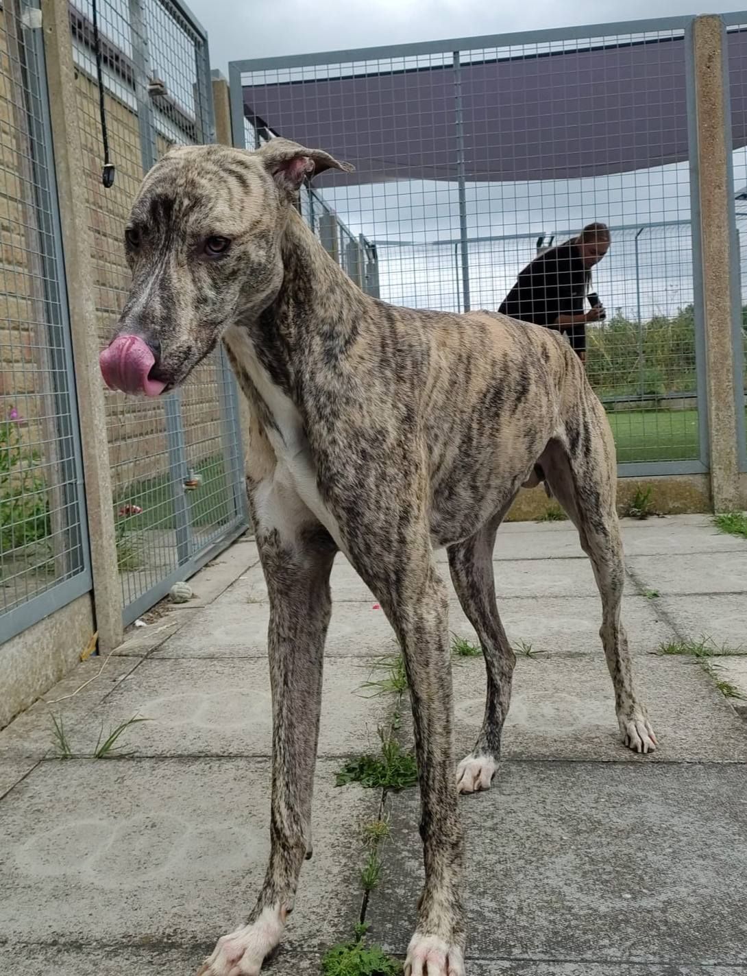 Dogs For Adoption in Sheffield | The Cliffe Kennels