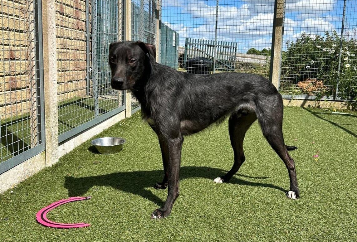 Dogs For Adoption in Sheffield | The Cliffe Kennels