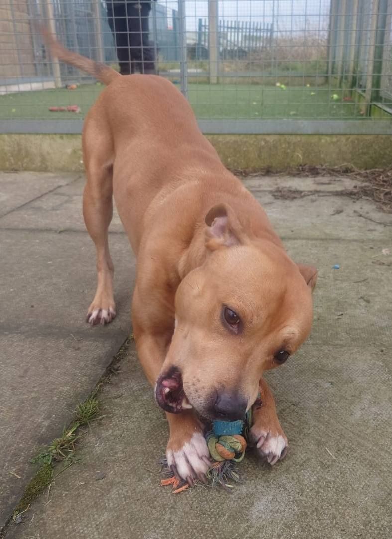 Dogs For Adoption in Sheffield | The Cliffe Kennels