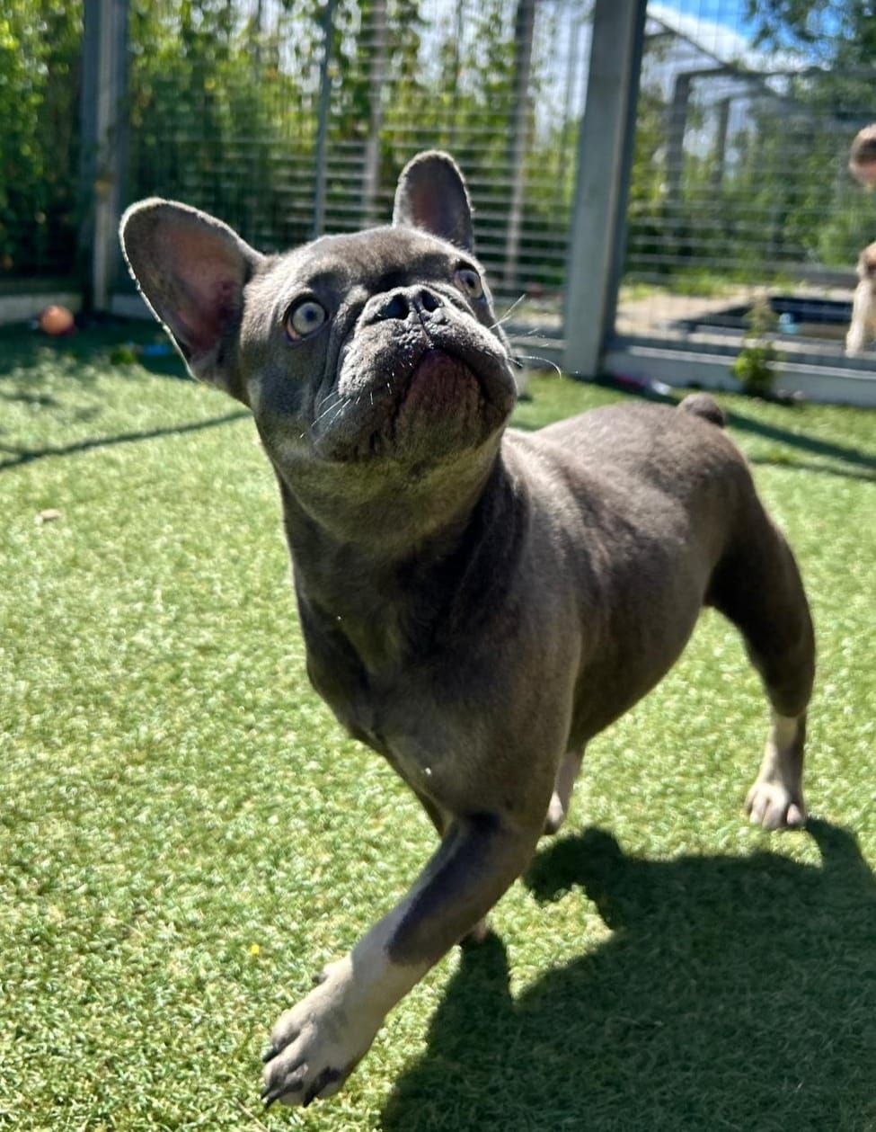 Dogs For Adoption in Sheffield | The Cliffe Kennels