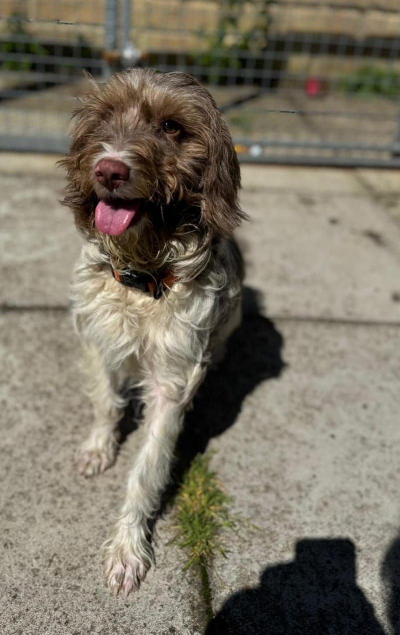 Dogs For Adoption in Sheffield | The Cliffe Kennels