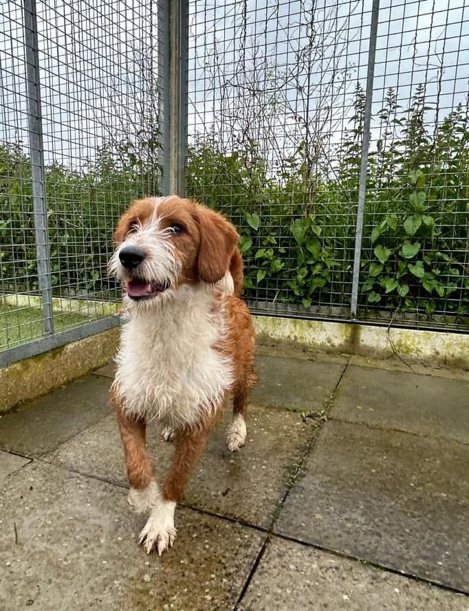 Dogs For Adoption in Sheffield | The Cliffe Kennels