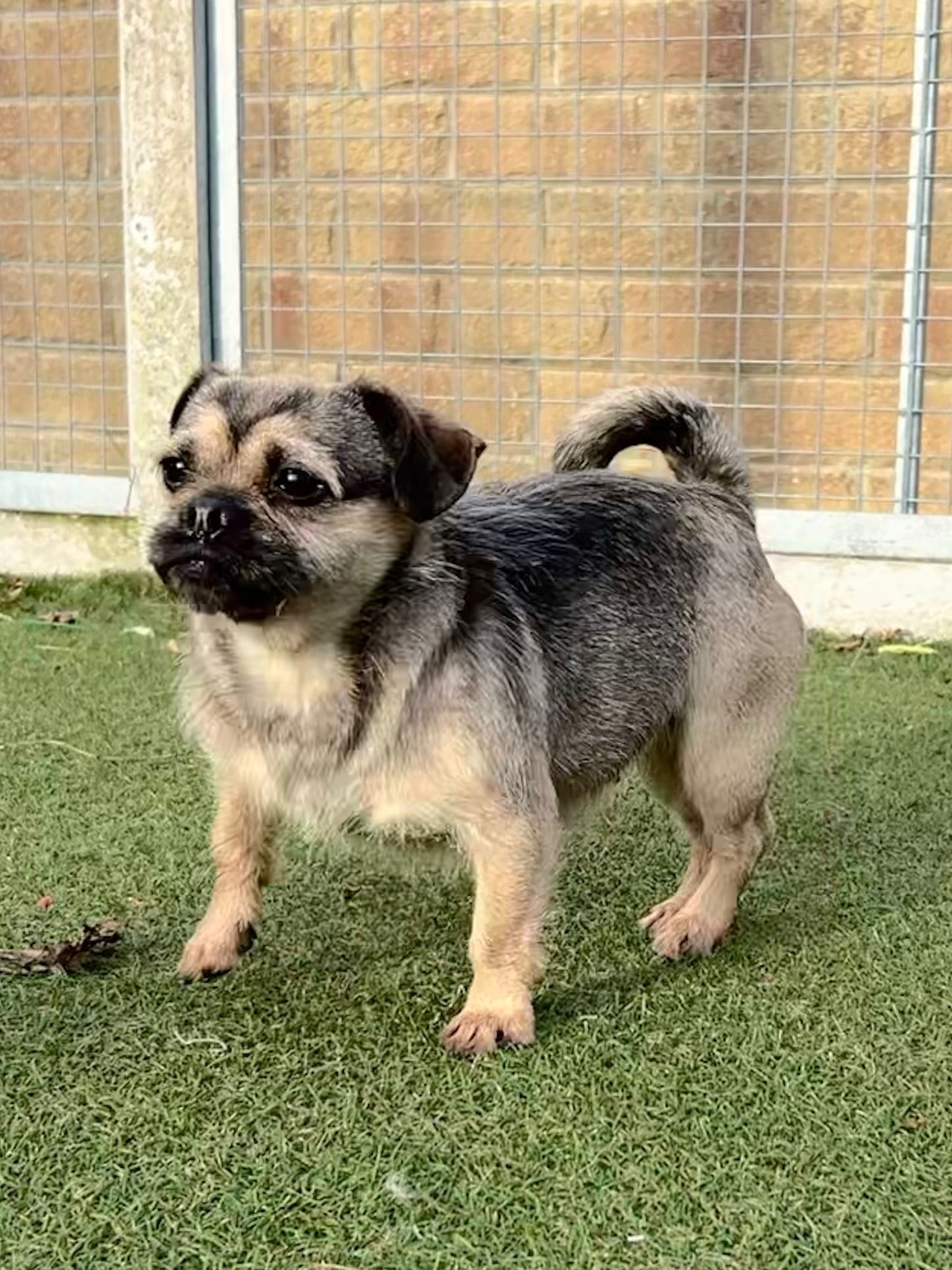 Dogs For Adoption in Sheffield | The Cliffe Kennels