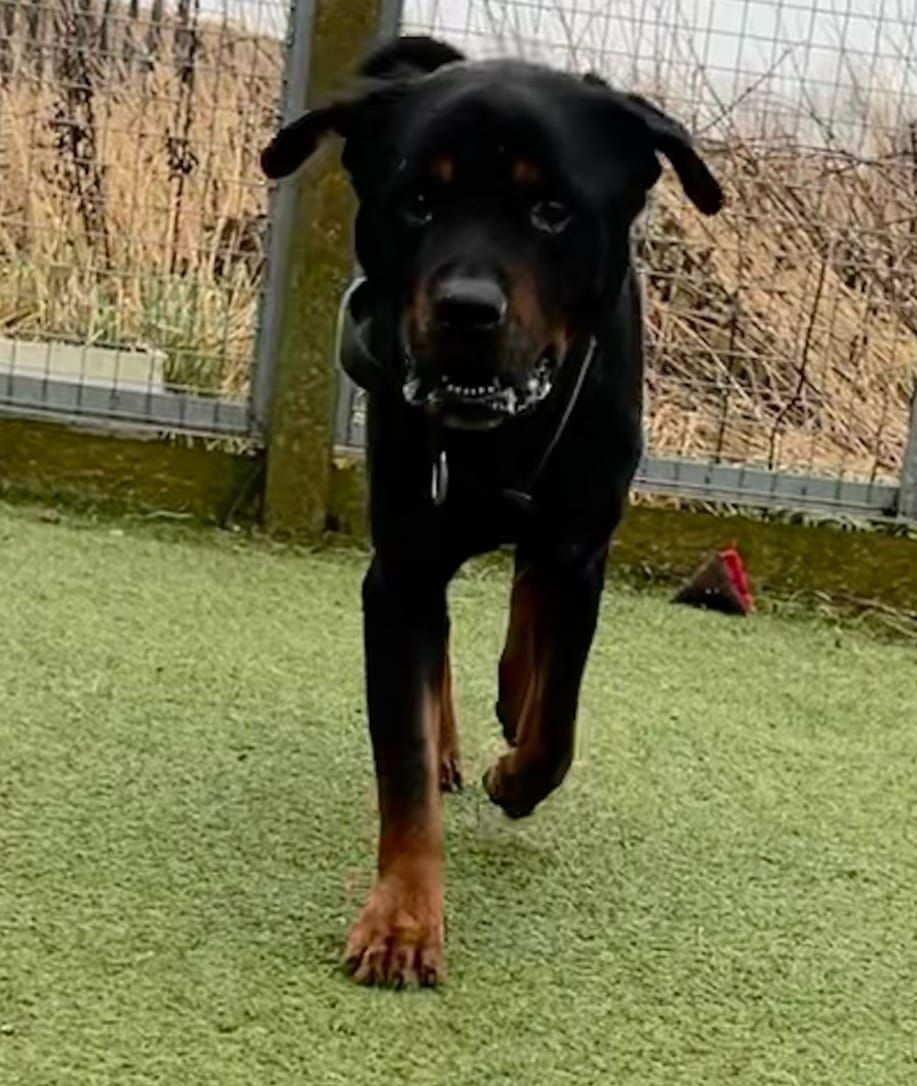 Dogs For Adoption in Sheffield | The Cliffe Kennels