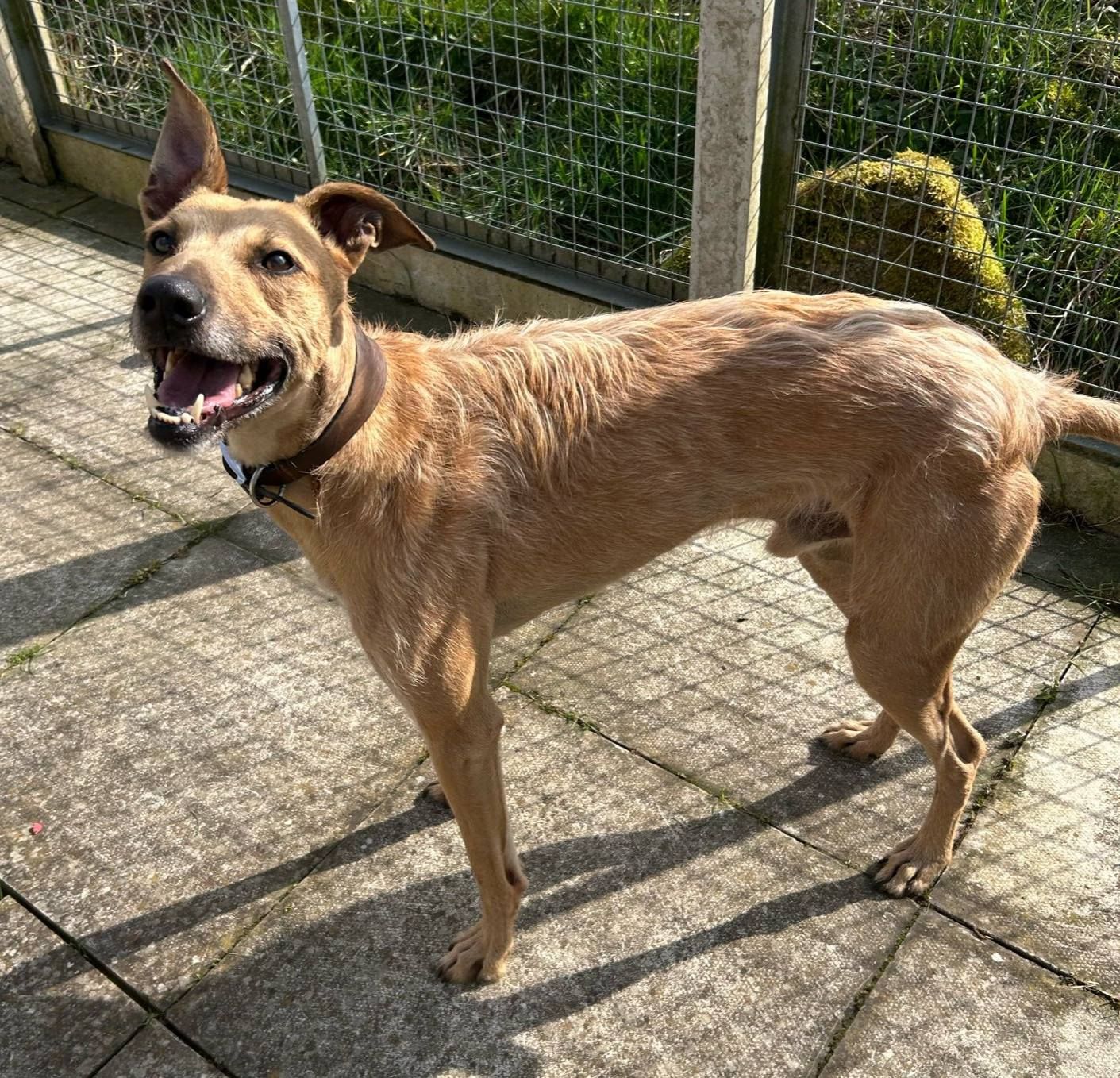 Dogs For Adoption in Sheffield | The Cliffe Kennels