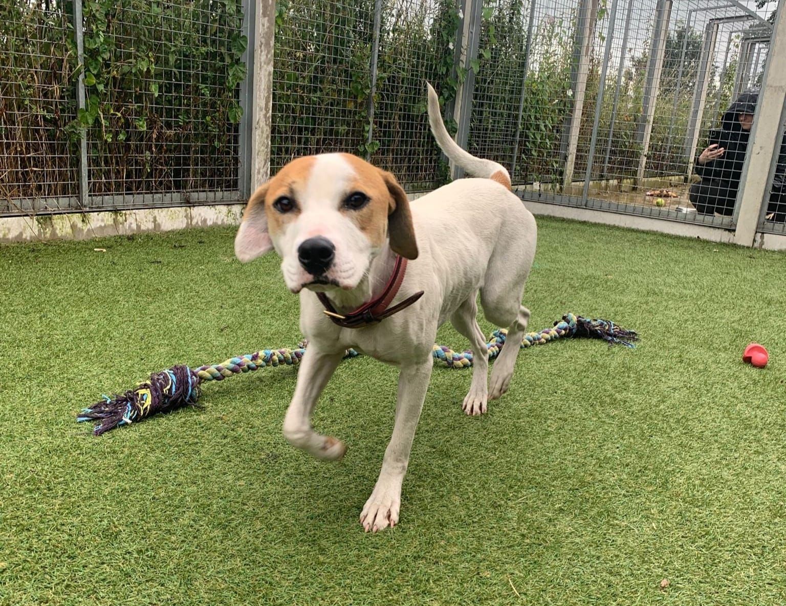 Dogs For Adoption in Sheffield | The Cliffe Kennels