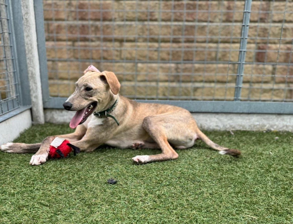 Dogs For Adoption in Sheffield | The Cliffe Kennels