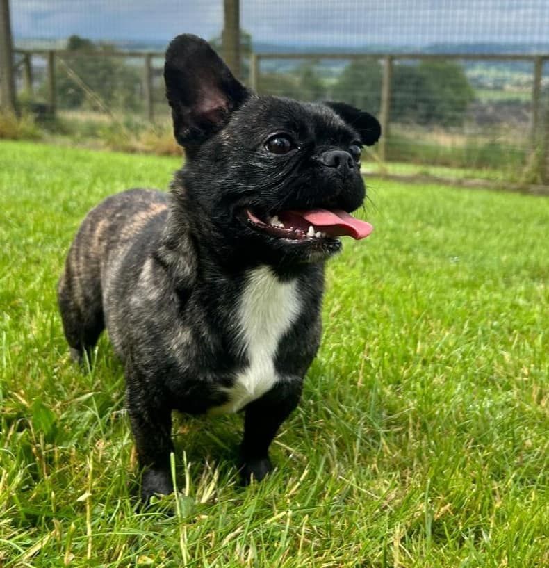 Dogs For Adoption in Sheffield | The Cliffe Kennels