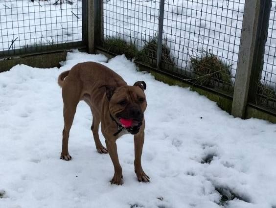 Dogs For Adoption in Sheffield | The Cliffe Kennels