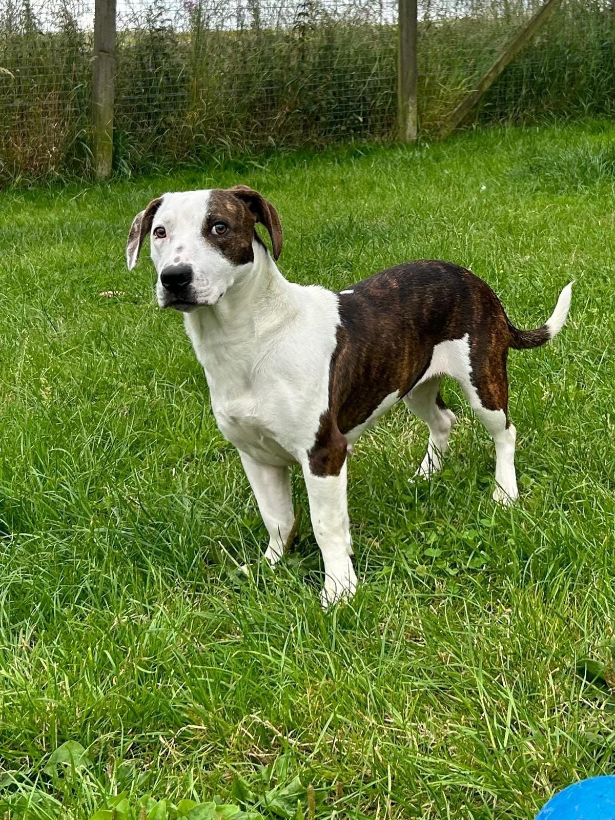 Dogs For Adoption in Sheffield | The Cliffe Kennels