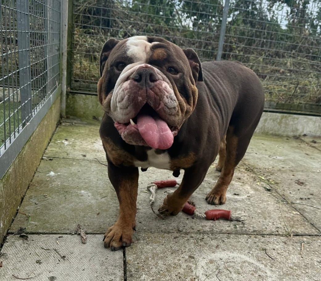 Dogs For Adoption in Sheffield | The Cliffe Kennels
