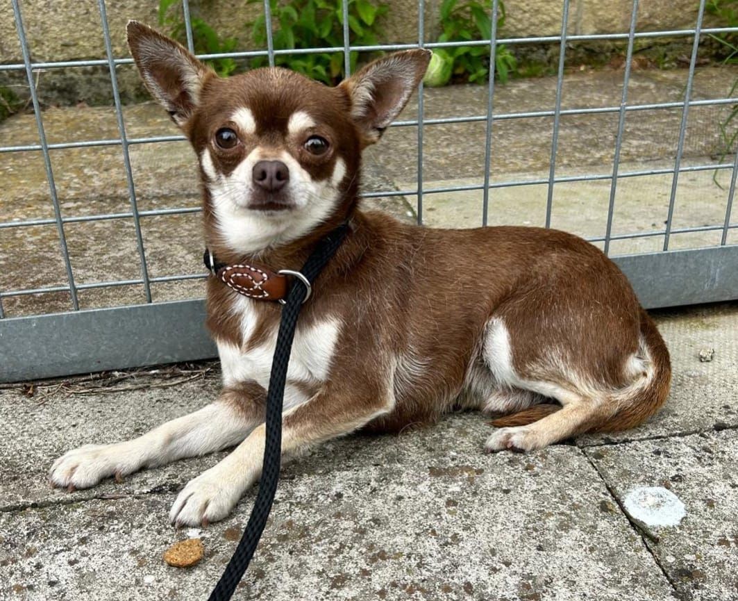 Dogs For Adoption in Sheffield | The Cliffe Kennels