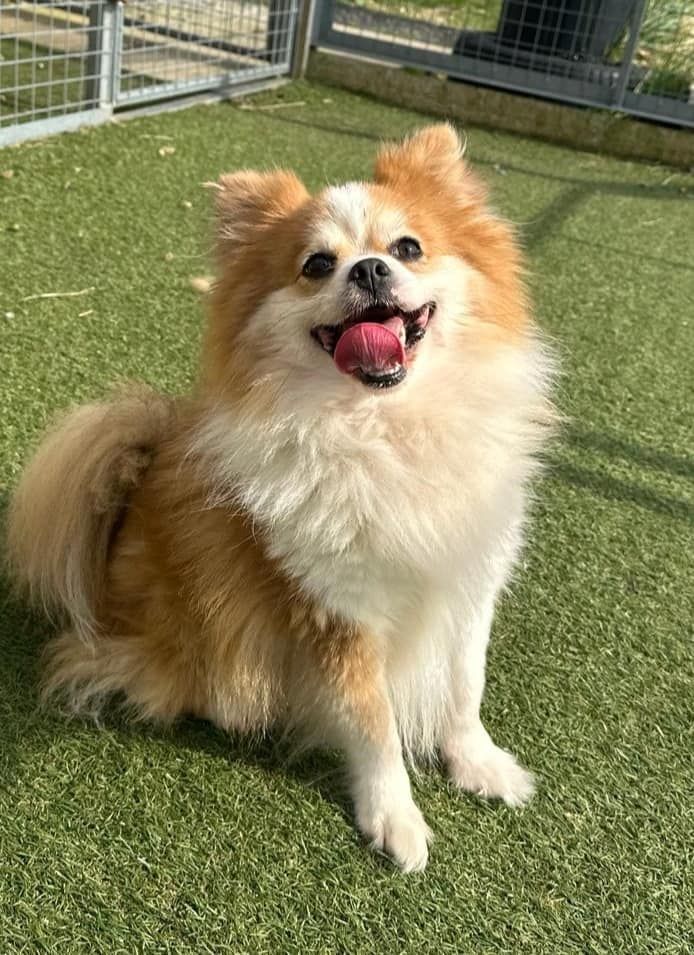 Dogs For Adoption in Sheffield | The Cliffe Kennels