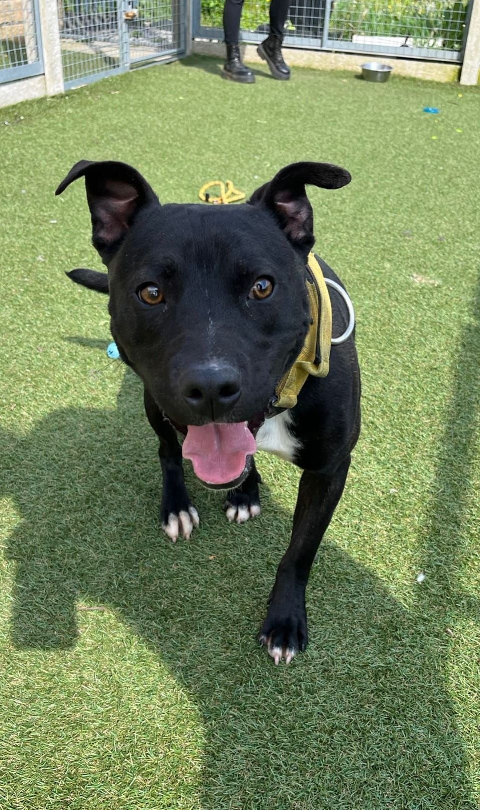 Dogs For Adoption in Sheffield | The Cliffe Kennels