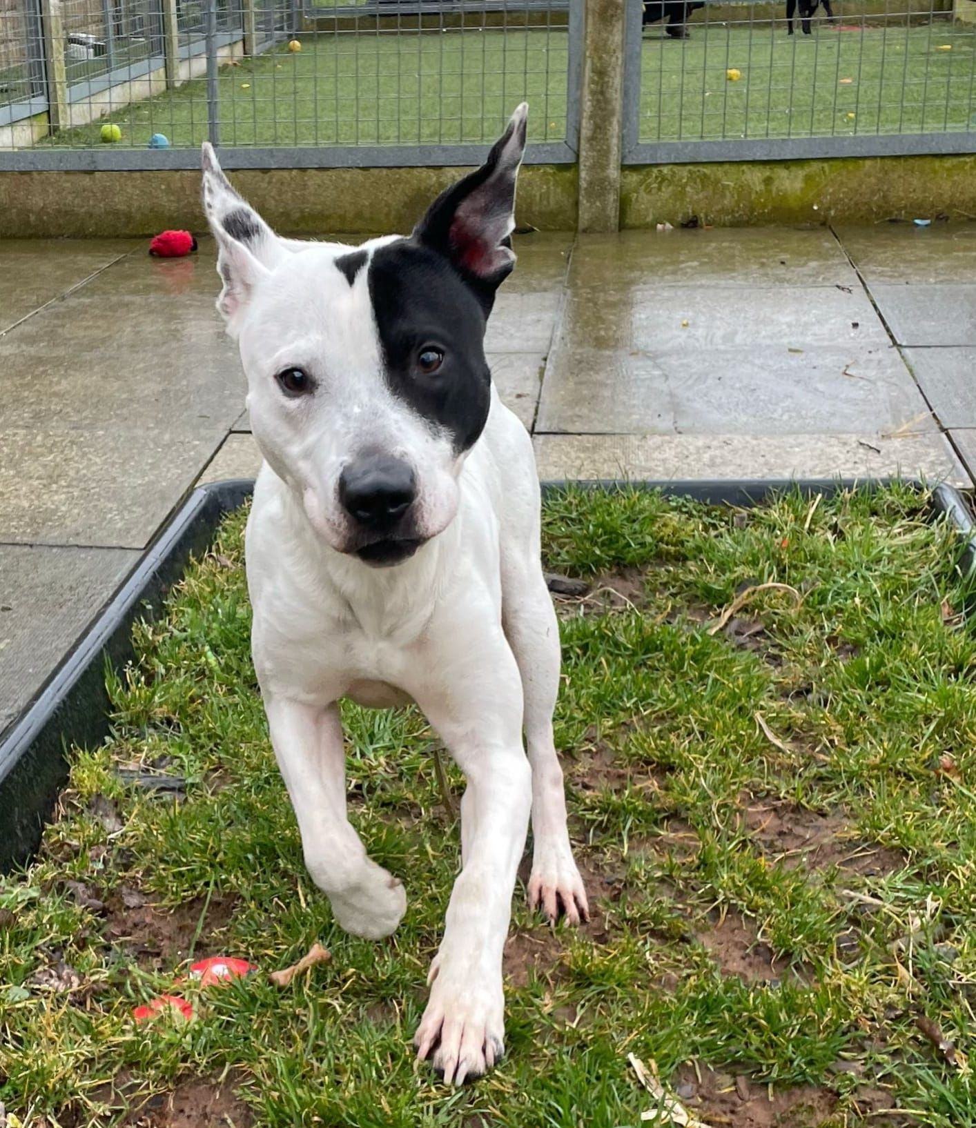 Dogs For Adoption in Sheffield | The Cliffe Kennels