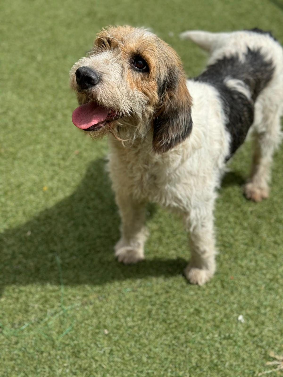 Dogs For Adoption in Sheffield | The Cliffe Kennels