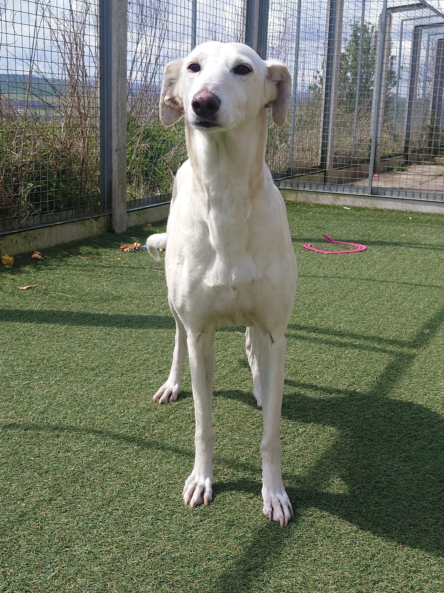 Dogs For Adoption in Sheffield | The Cliffe Kennels