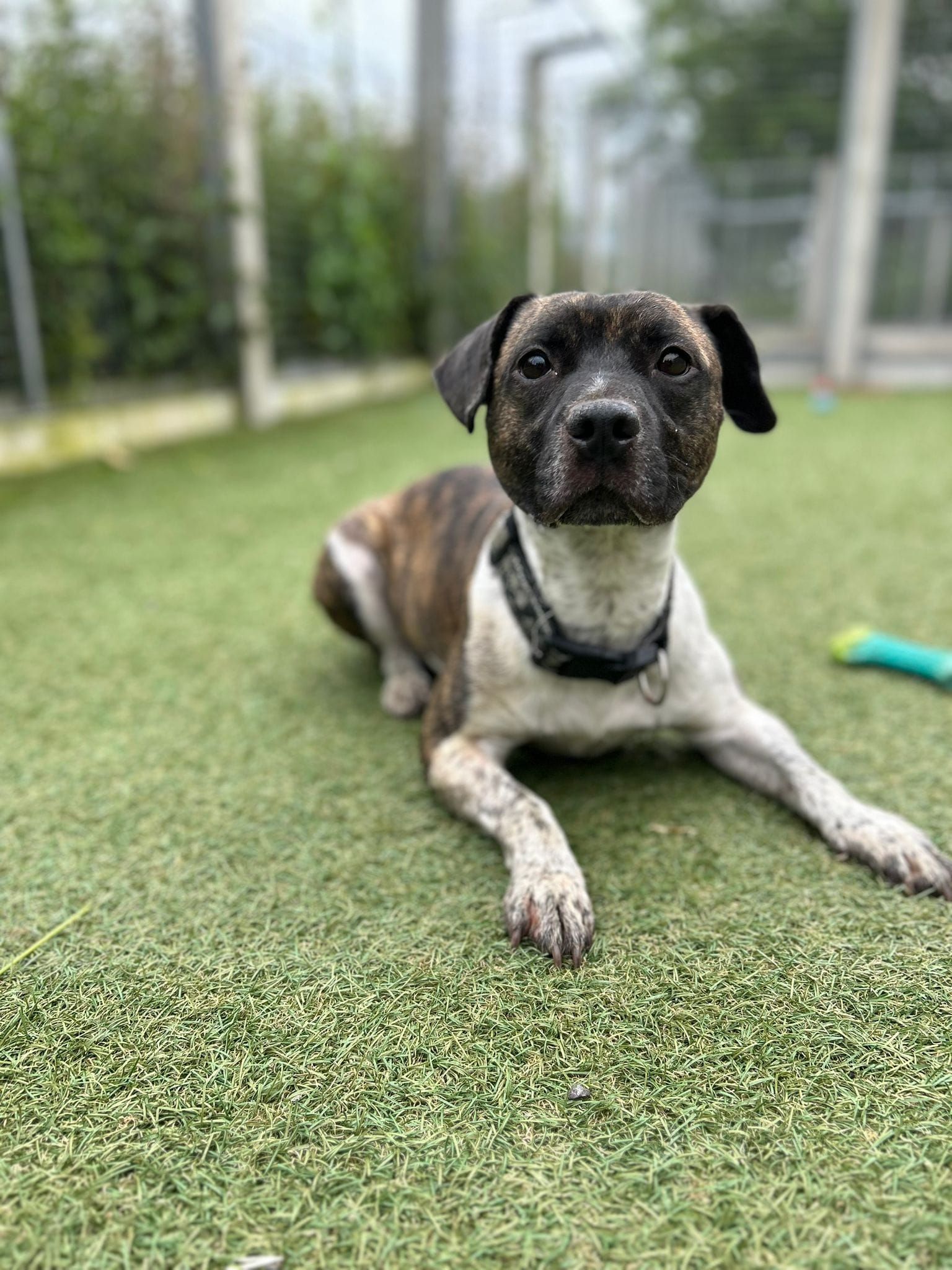 Dogs For Adoption in Sheffield | The Cliffe Kennels