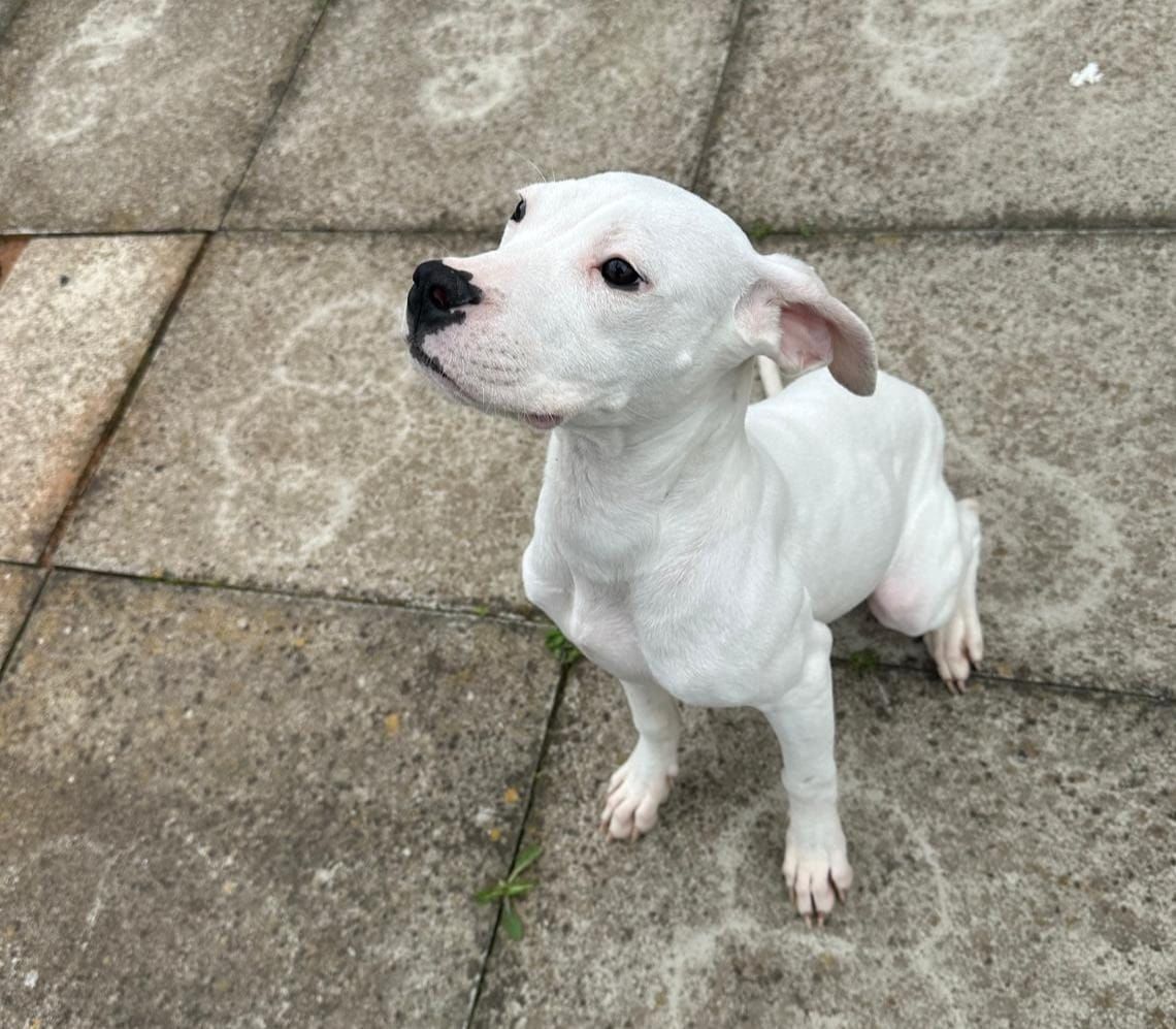 Dogs For Adoption in Sheffield | The Cliffe Kennels