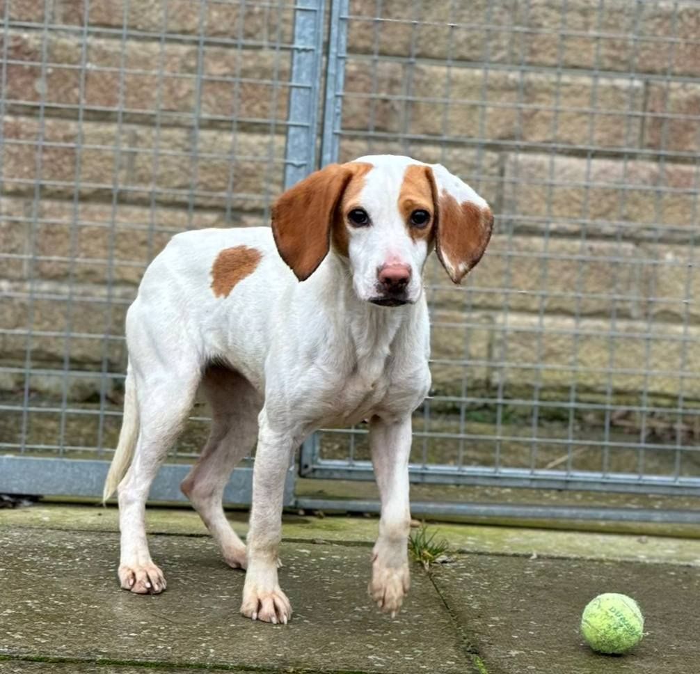 Dogs For Adoption in Sheffield | The Cliffe Kennels