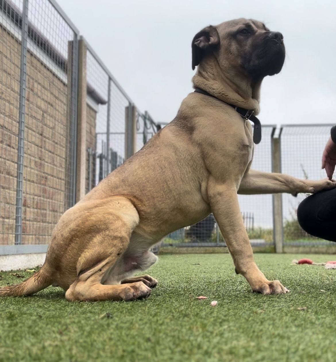 Dogs For Adoption in Sheffield | The Cliffe Kennels