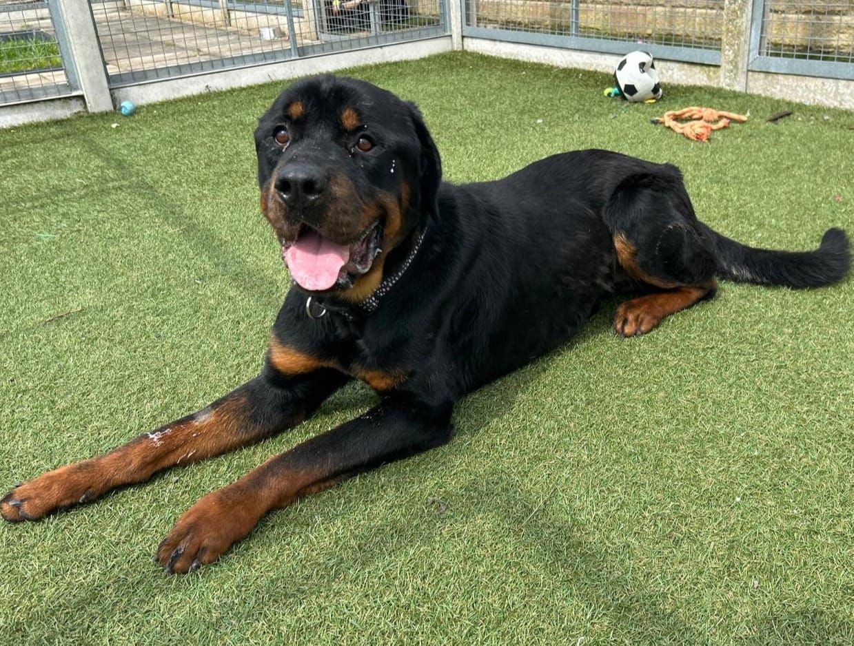 Dogs For Adoption in Sheffield | The Cliffe Kennels